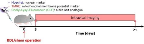 5 Experimental Design Mice On Days 3 And 21 After Bile Duct Ligation