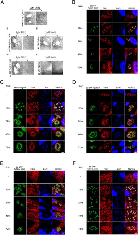 Subcellular Localization Download Scientific Diagram