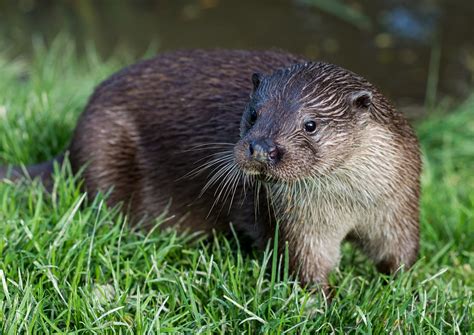 Free River Otter Otter Images Pixabay