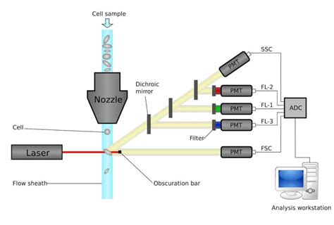 Hydrodynamic Focusing In Flow Cytometry
