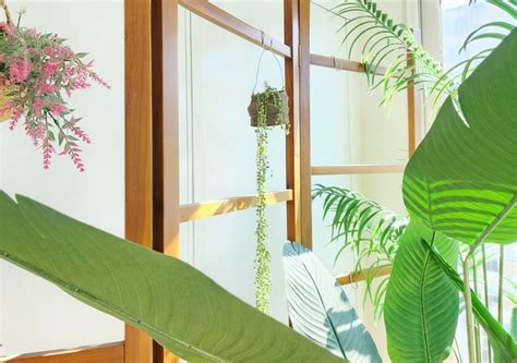 사계절 베란다식물 관리 편한 늘어지는 식물 다육 녹영 콩란 키우기 네이버 블로그
