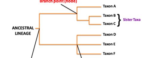 Evolution Chapter 4 Tree Thinking Flashcards Quizlet