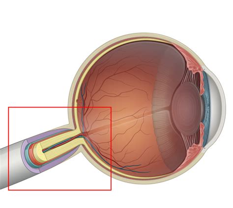 Optic Nerve Examples Psychology At Lynn Walker Blog
