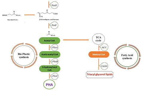 Molecules Free Full Text Recent Advancements And Challenges In Lignin Valorization Green