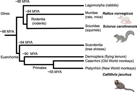 Phylogenetic Tree Showing The Timelines Of Divergence Mya Million Download Scientific Diagram