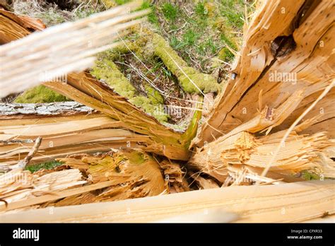 Trees In Woodland On The Isle Of Eigg That Were Blown Over By Hurricane Force Winds In December