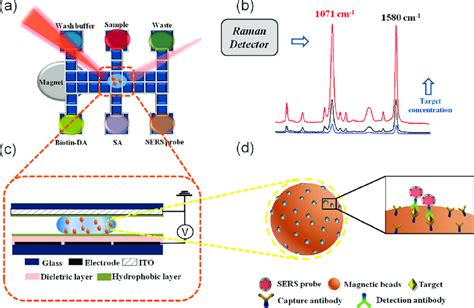 Schematic Illustration Of Sers Based Immunoassay With Digital Download Scientific Diagram