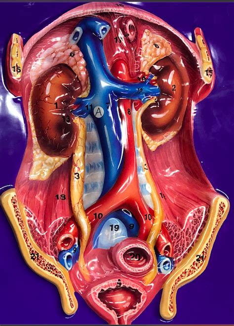 Urinary System Plaque Pt 1 Diagram Quizlet Urinary System Plaque Pt 1 Diagram Quizlet