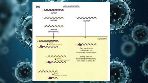 Replication Of Rna Viruses With Diagrams Pptx