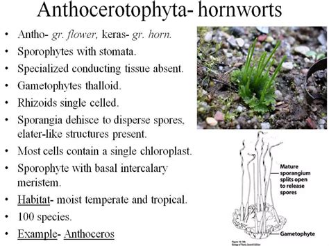 Bryophytes PPTX