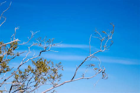 Signs Of A Dying Tree Red S Tree Service