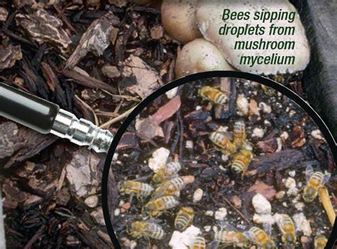 The Pacific Northwests Mushroom Man” Finds That Mushrooms Can Help