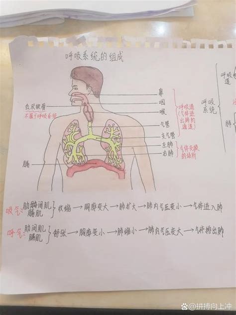 人体呼吸系统简笔画可打印（热门16张）简笔画图片大全