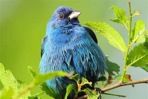 Spectrograms Bird Academy The Cornell LabBird Academy The Cornell Lab