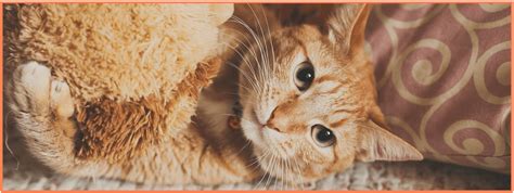 Как добавить изображение на страницу — журнал «Доктайп