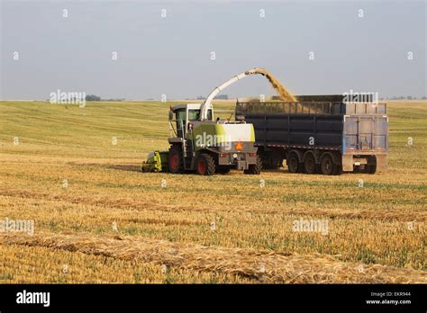 a combine chopper collecting rows of cut wheat in a field and