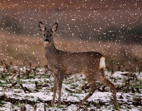 Do Deer Eat Beets Everything You Need To Know The Fun Outdoors