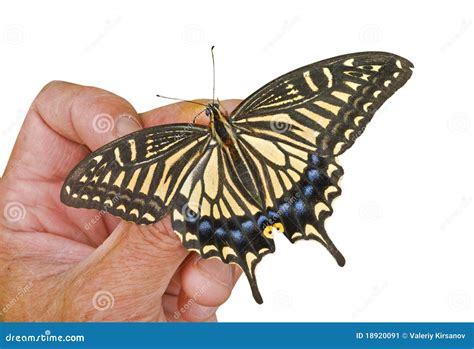 Butterfly Papilio Xuthus 31 Stock Image Image Of Macro Insect 18920091