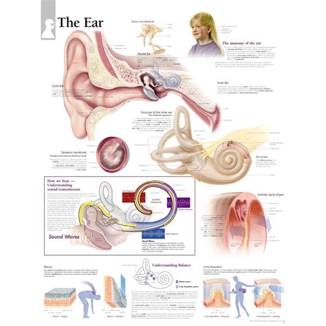Scientific Publishing The Ear Chart