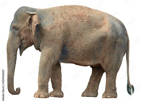 Elephant Side View Best Elephant From The Side Royalty Free Images