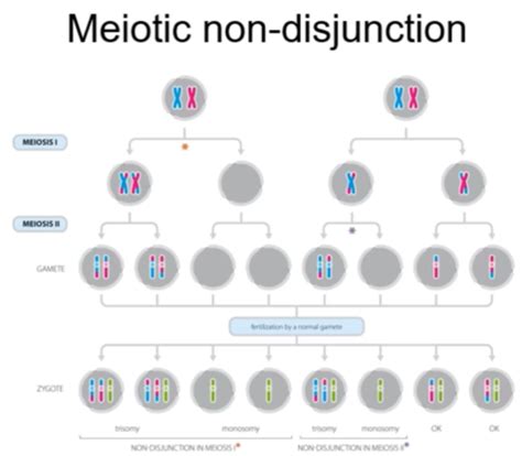 Genomics Numerical Chromosomal Abnormalities Structural Chromosomal