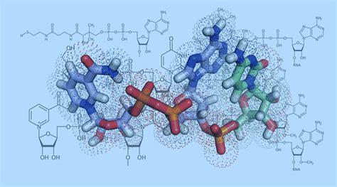 Noncanonical Features And Modifications On The 5′‐end Of Bacterial