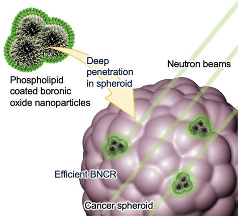 Phospholipid‐coated Boronic Oxide Nanoparticles As Boron Agents For Boron Neutron Capture