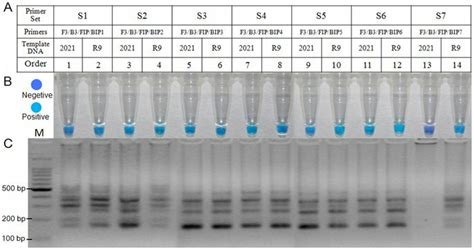Optimization Of LAMP Primers A Information For LAMP Primer Sets Download Scientific Diagram