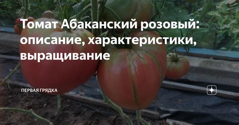 Томат Абаканский розовый: описание, характеристики, выращивание ...