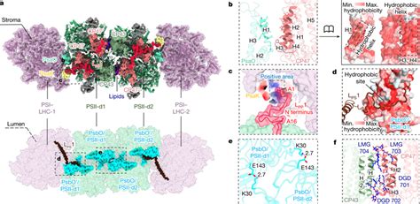 Interaction Patterns Between PSII And PSI A The Interaction Patterns Download Scientific