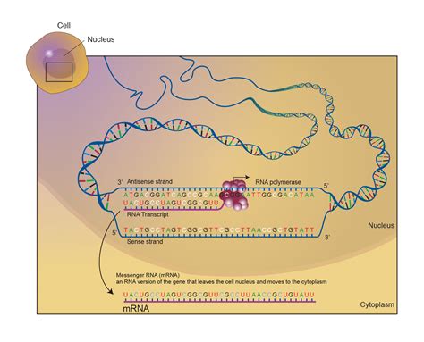 Messenger Rna Mrna