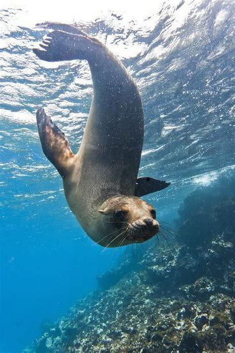 A New Galapagos Sea Lion Zalophus Wollebaeki Underwater Champion Island Galapagos Islands