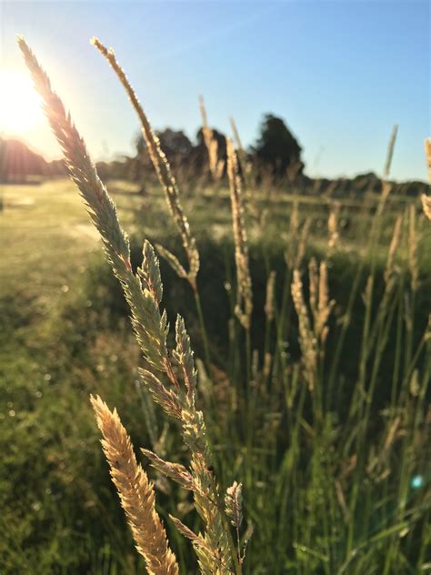 무료 이미지 나무 자연 들 목초지 밀 대초원 햇빛 식품 수확고 흙 농업 플로라 꽃 피는 식물 잔디 가족 식물 줄기 육상 식물