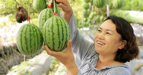 1인가구용 깎아 먹는 애플수박 산청서 본격 재배