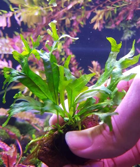 Java Fern Thors Hammer Live Aquatic Plant For Sale Aquafy
