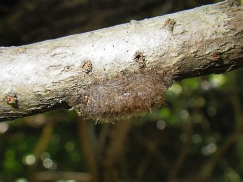 長谷ダム いきものカレンダー 昆虫と地衣類