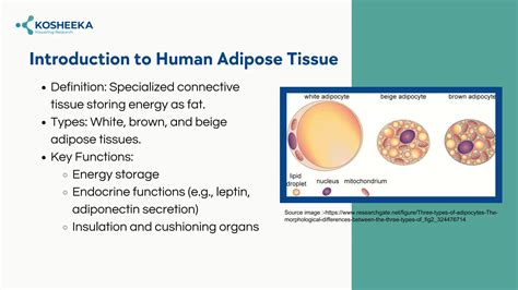 Human Adipose Tissue And Disease Models Using Adipose Tissue Ppt