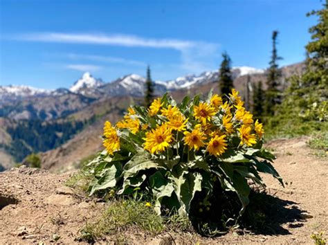 Arrowleaf Balsam Seeds Limited Edition Body Botany