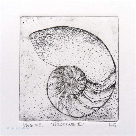 Chambered Nautilus Etsy