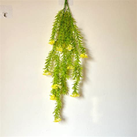 Lily Vine