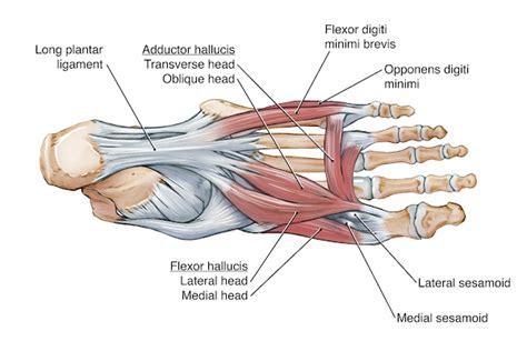 Ankle Foot Anatomy