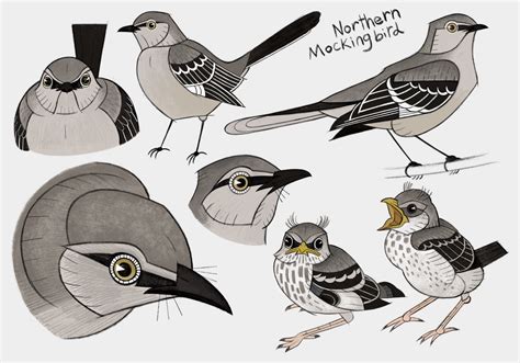 Northern Mockingbird Sketch Page By Lizzardblackrose On Deviantart