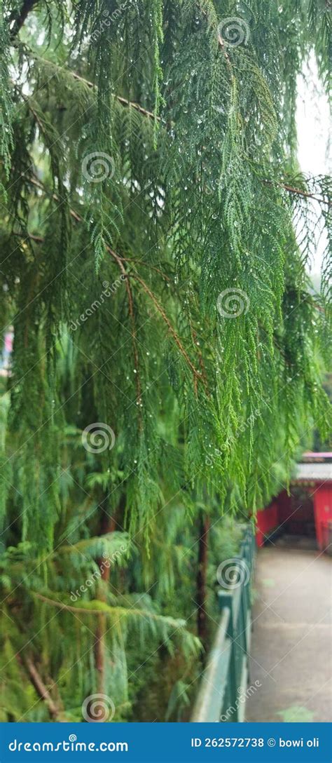 Tree Green After Rain Stock Photo Image Of Shrub Deciduous 262572738
