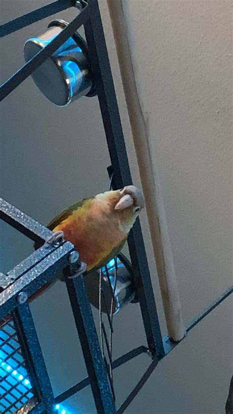 I Present To You Pico Dancing R Parrots