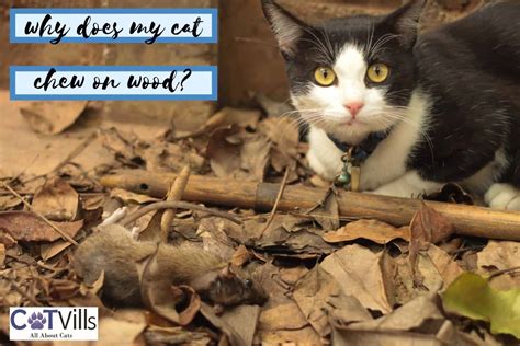 Why Does My Cat Chew On Wood And How To Prevent It