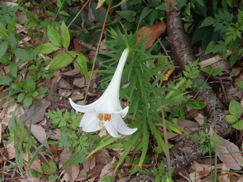けんしんの山野草徒然 シンテッポウユリ新鉄砲百合