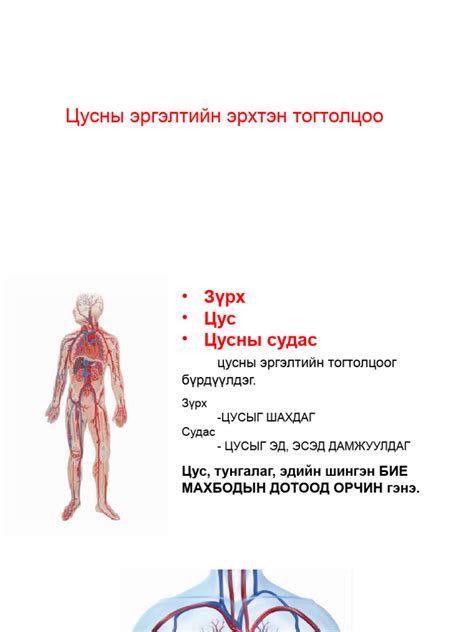 Цусны эргэлтийн эрхтэн тогтолцоо 1 Pdf