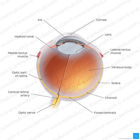 Cornea With Eye Ball Anatomy Of Cornea