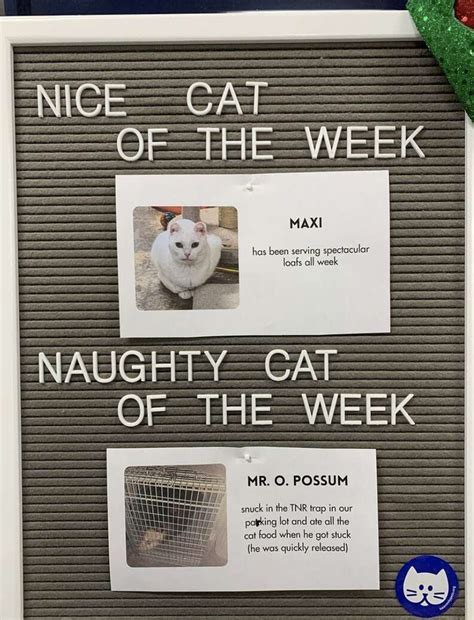 Shelter Showcases Naughty And Nice Cats Each Week The Dodo