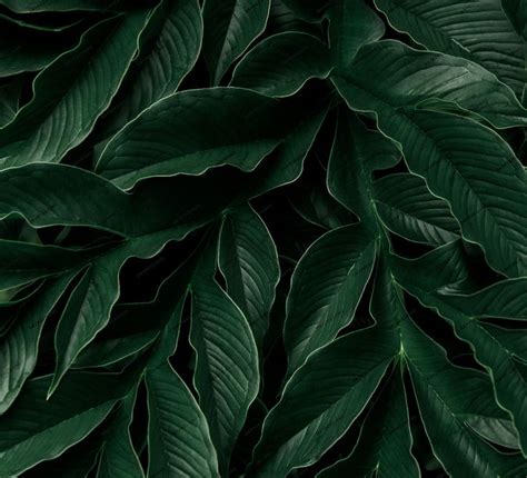 Realistic Dark Green Jungle Leaves Seamless Background Tropical